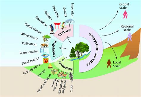 1 Examples Of Provisioning Regulating And Cultural Services Provided Download Scientific