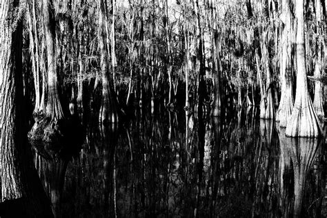 Swamp Wrap Photograph By Sam Bourland Fine Art America