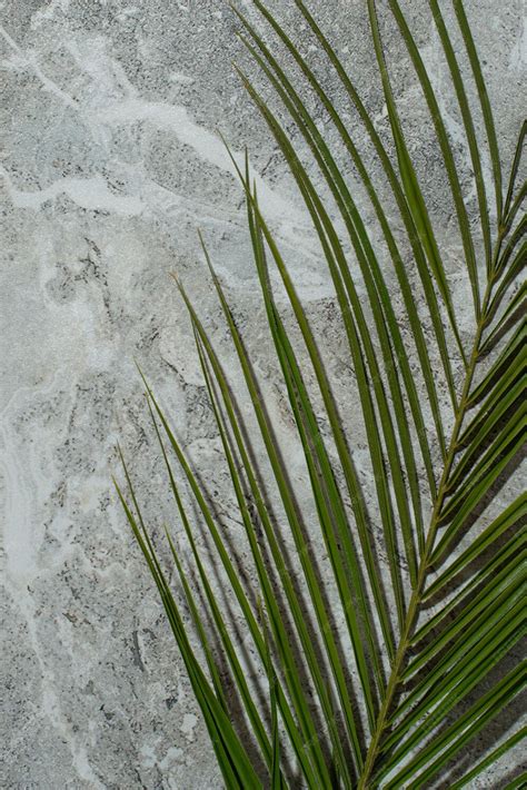 Premium Photo Palm Leaves On A Gray Stone Background