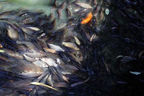 Lab Test Results On Athalassa Dead Fish Next Week Cyprus Mail