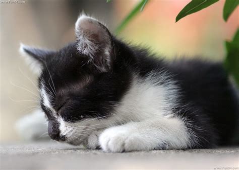 🔥 [70 ] Black And White Cat Wallpapers Wallpapersafari