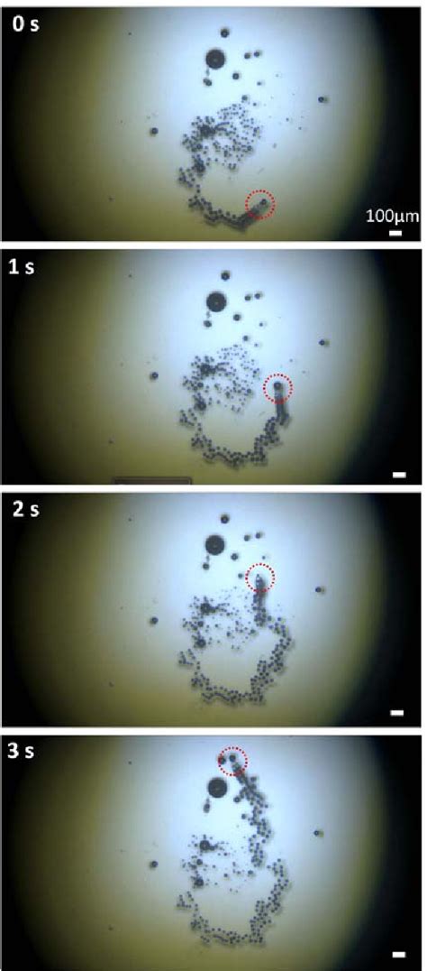 Figure 1 From Chemically Self Propelled 3d Printed Microbots Semantic Scholar