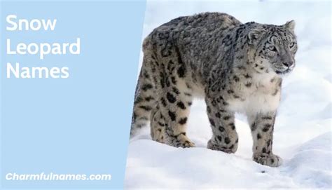 Best Leopard Names Capturing The Wild Spirit