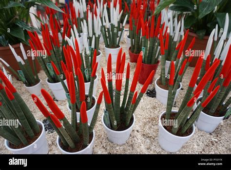 Cactus In Pots Hi Res Stock Photography And Images Alamy