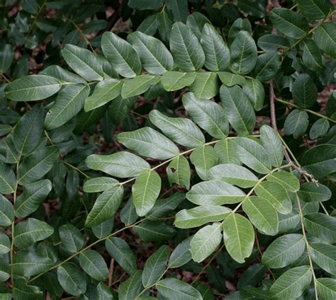 Tipa Colorada Pterogyne Nitens Enraizando Nativas