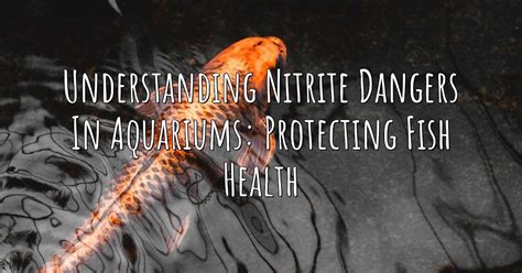 Understanding Nitrite Dangers In Aquariums Protecting Fish Health