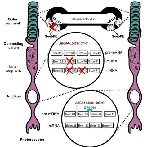 Schematic Representation Of Abca4 And The Splicing Modulating Effect Of Download Scientific