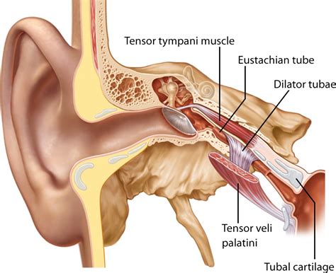 Best Nasal Spray For Eustachian Tube Dysfunction Reddit