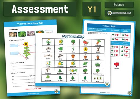 Year 1 Science Plants Assessment Pack Grammarsaurus