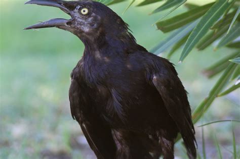 Grackle And Crow