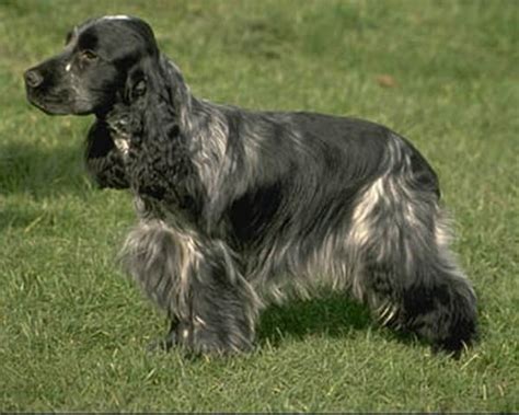 Cocker Spaniol Englez Animalutul Meu