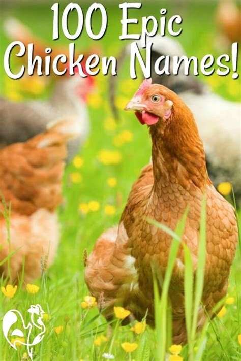 150 Best Chicken Names For Your Feathered Friends Popular Chicken
