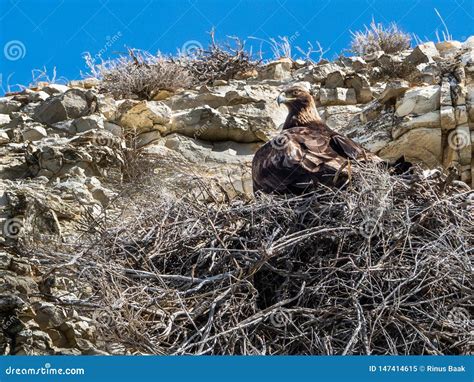 Golden Eagle Stock Image Image Of Watching Watch Refuge 147414615