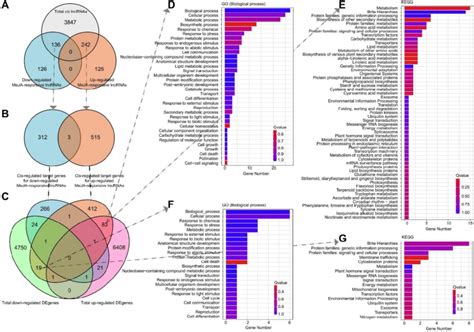 Prediction And Functional Enrichment Of Potential Cis Regulated Target Download Scientific