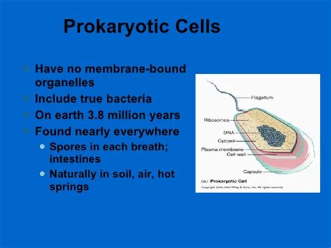 Flagellum Function In Prokaryotic Cells