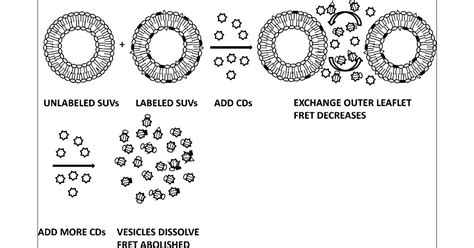 Phospholipid Bilayer Unlabeled