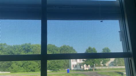 The Enemy Of My Enemy Is My Bro R Spiderbro