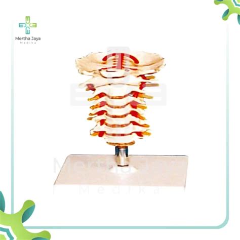 Cervical Vertebra Model Mertha Jaya Medika