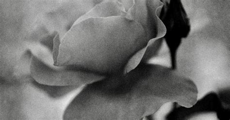 Scott Williams On Linkedin Daix Jacques Revon Au Révélateur écologique