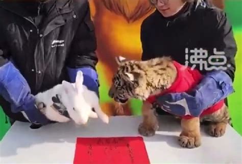 Attacking Tiger Images Tiger Attacking Images Browse 25715 Stock