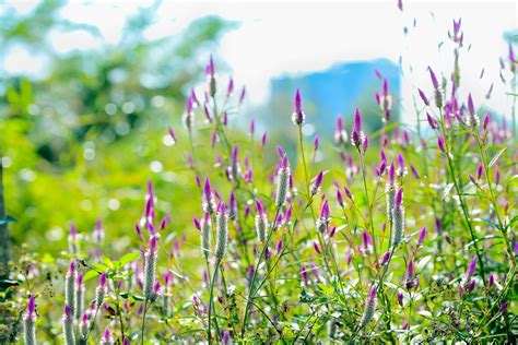 Plumed Cockscomb Flowers Plants Free Photo On Pixabay