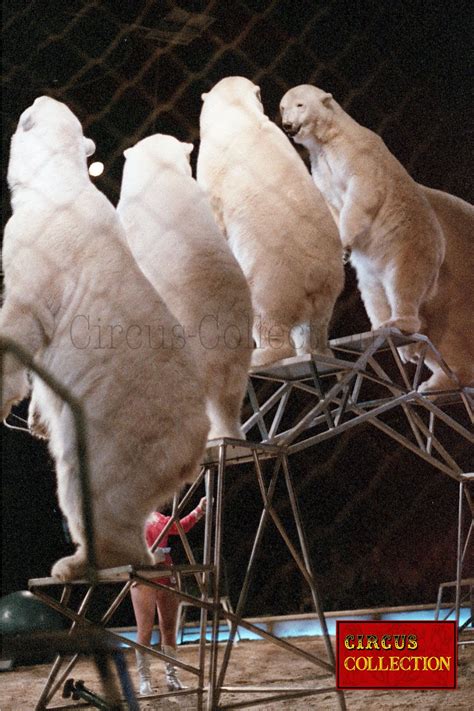 Circus Collection Ursula Bottcher Et Ses Ours Polaires Au Cirque Knie 1984