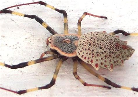 Ornamental Tree Trunk Spider Ornamental Trees Tree Trunk Trunks