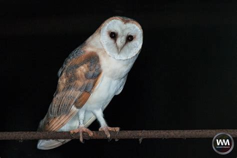Kerkuil Wm Natuurfotografiewm Natuurfotografie