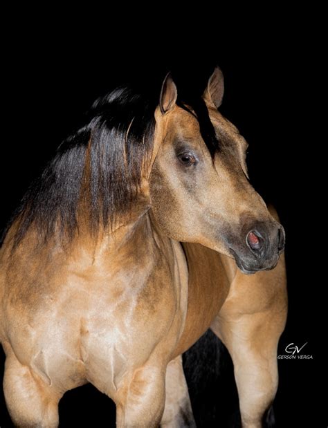Dual Patron Haras Império Cavalus