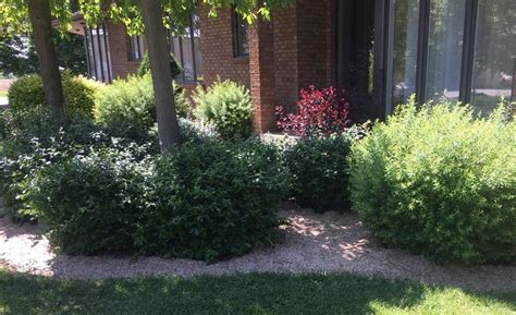 Switchgrass Is Also Being Commercialized As A New Ornamental