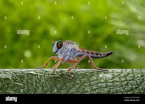 Robber Fly Bite