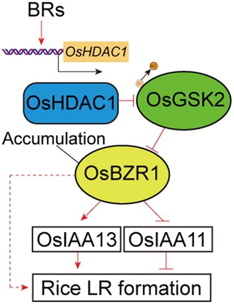 The Histone Deacetylase 1gsk3shaggy Like Kinase 2brassinazole Resistant 1 Module Controls