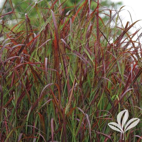 Ruby Ribbons Switch Grass Natorps Online Plant Store