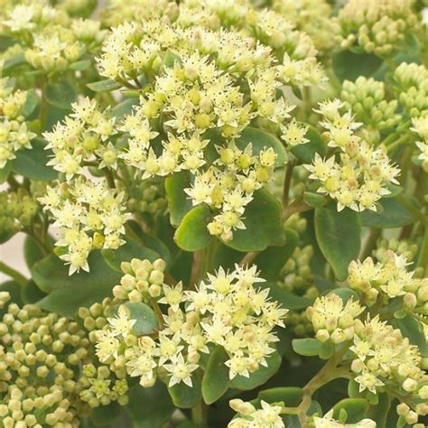 Šilokas ‘honey Gold