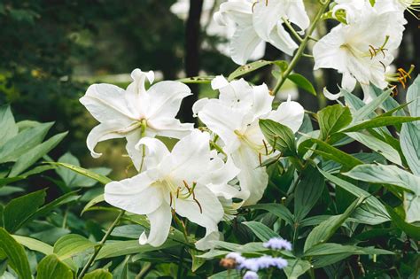 Lilium Lonlorum Plant