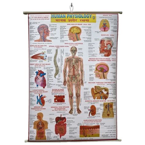 Print Anatomy Physiology Skin Skeletal System Free Anatomy Physiology