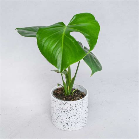 Monstera Pot Plant Auckland Florist Fast And Free Delivery