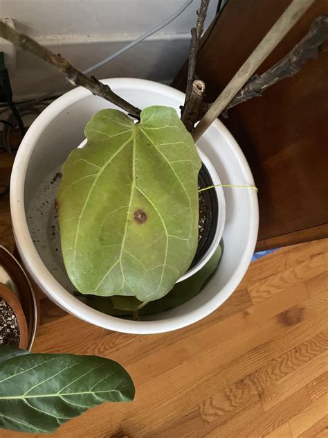 Fiddle Leaf Drop And Yellowing Veiny Leafs Rplantclinic