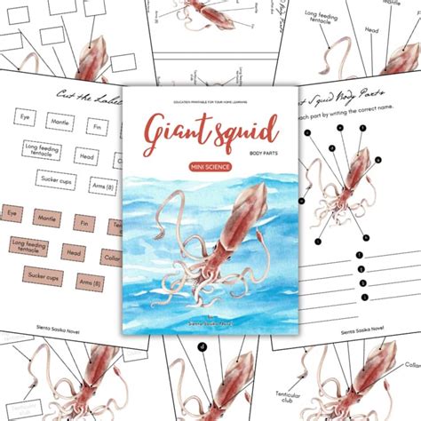 Giant Squid Body Parts Learning Set Squid Anatomy Watercolor Tpt