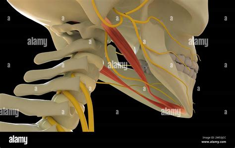 Digastric Muscle Anatomy For Medical Concept 3d Illustration Stock
