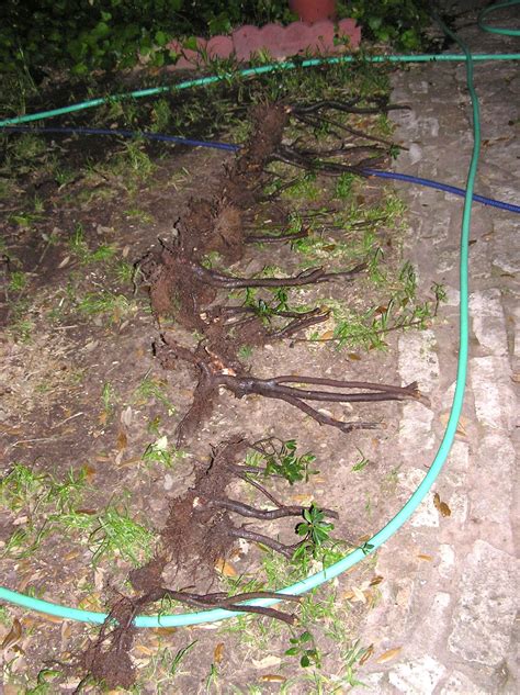 Heart Of Texas Bonsai Boxleaf Euonymus 43 A Prize In Every Box