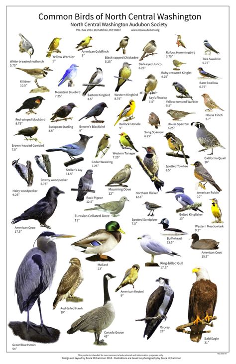 Bird Identification By Color Europes Birds Princeton University