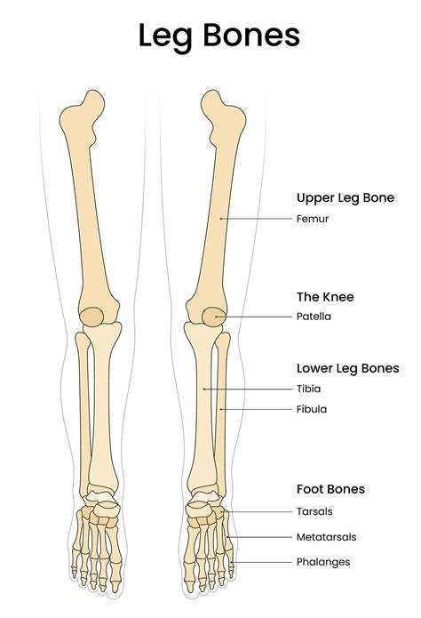 Fracture Classification Archives Anatomy Note