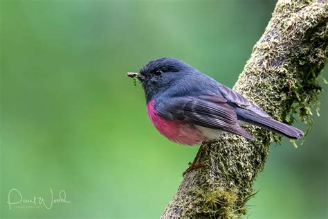 Male Pink Robin Otways Ranges Victoria Australia R