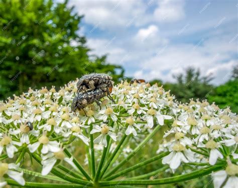 Premium Photo Mating White Spotted Rose Beetles