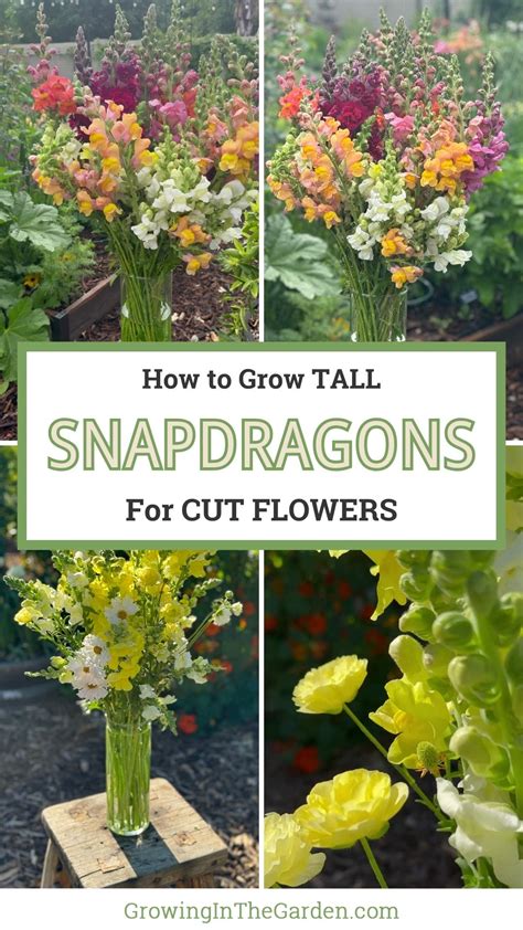 How To Grow Tall Snapdragons For Cut Flowers Growing In The Garden