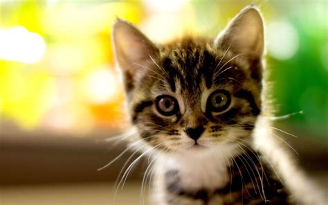 Kitties Wallpapers Top Free Kitties Backgrounds Wallpaperaccess