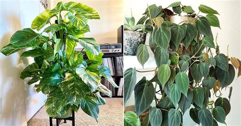 Pothos Vs Philodendron Difference Between Pothos And Philodendron
