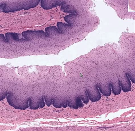 🪩biol 314 Week 8 Lab Objectives Flashcards Quizlet