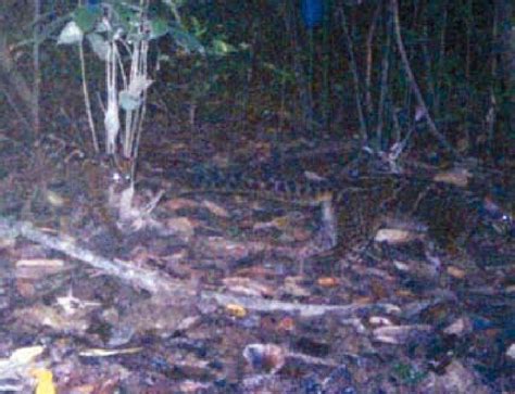 Pardofelis Marmorata In Tabin Sabah Malaysia Photo H Matsubayashi